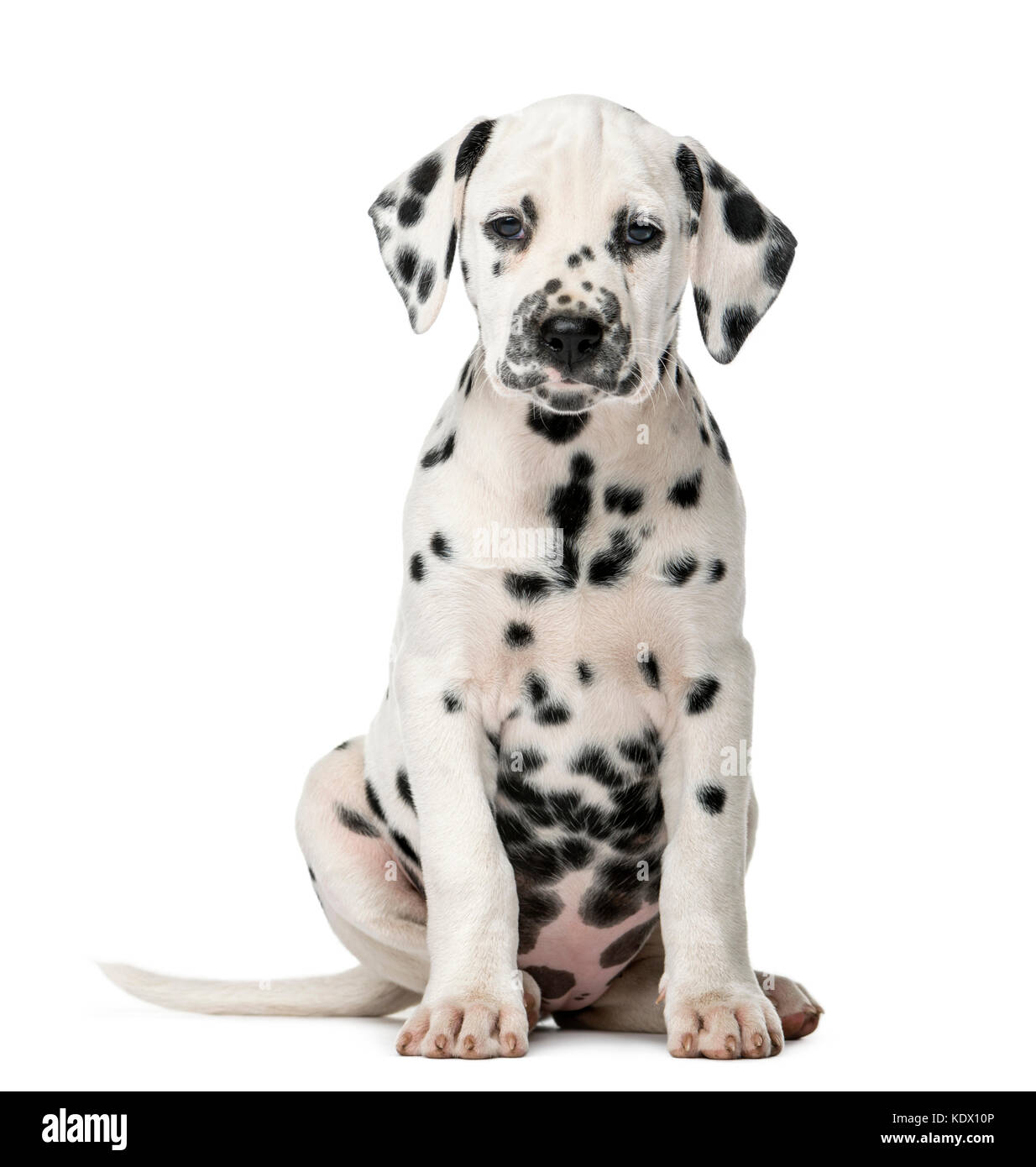 Dalmatian Puppy