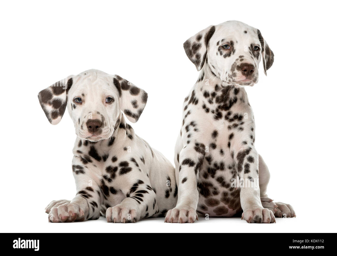 Two Dalmatian puppies in front of a white background Stock Photo - Alamy