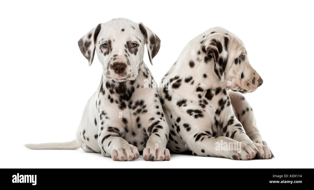 Two Dalmatian puppies in front of a white background Stock Photo - Alamy