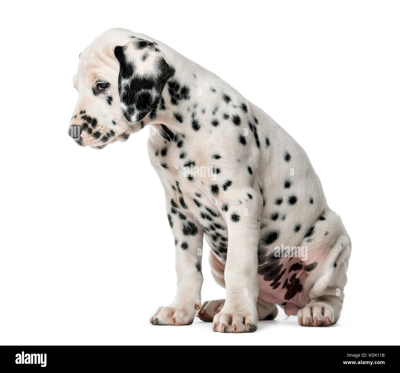 Dalmatian puppy sitting in front of a white background Stock Photo - Alamy
