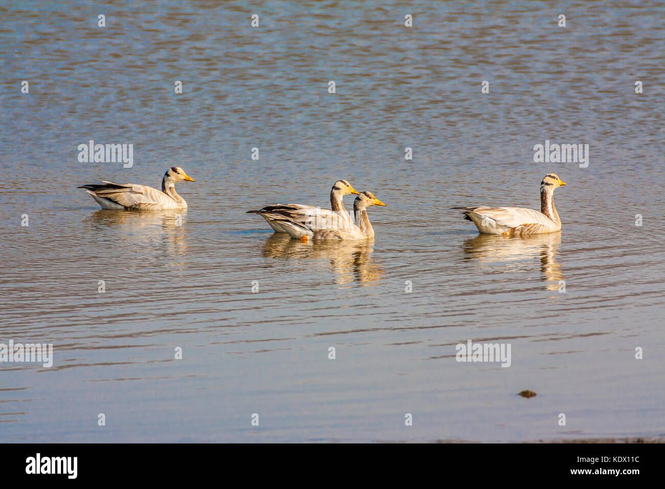Bar-headed goose, Sariska Tiger Reserve, India. The bar-headed goose ...
