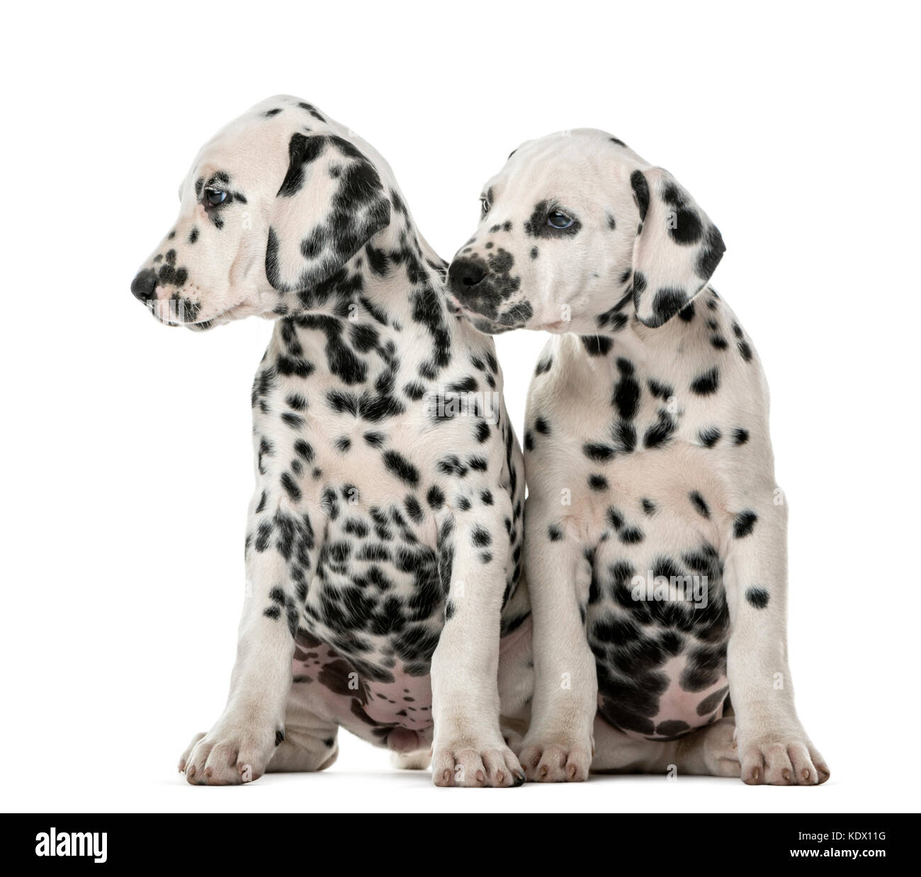 Two Dalmatian puppies sitting in front of a white background Stock ...