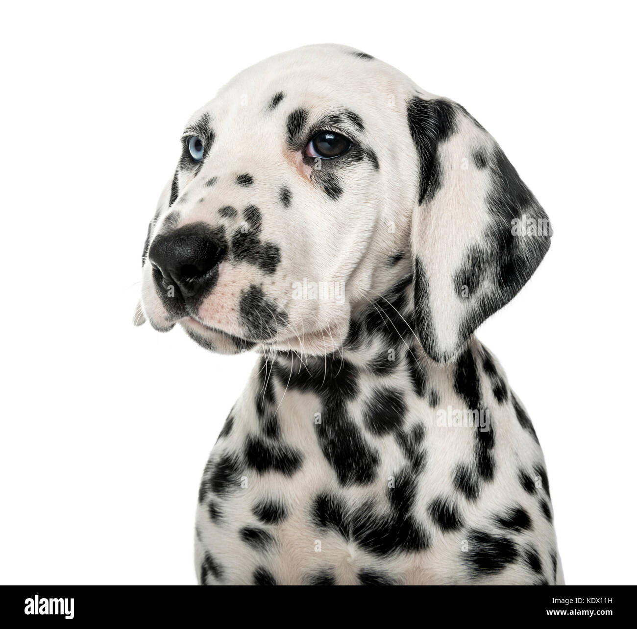 Close-up of a Dalmatian puppy in front of a white background Stock ...