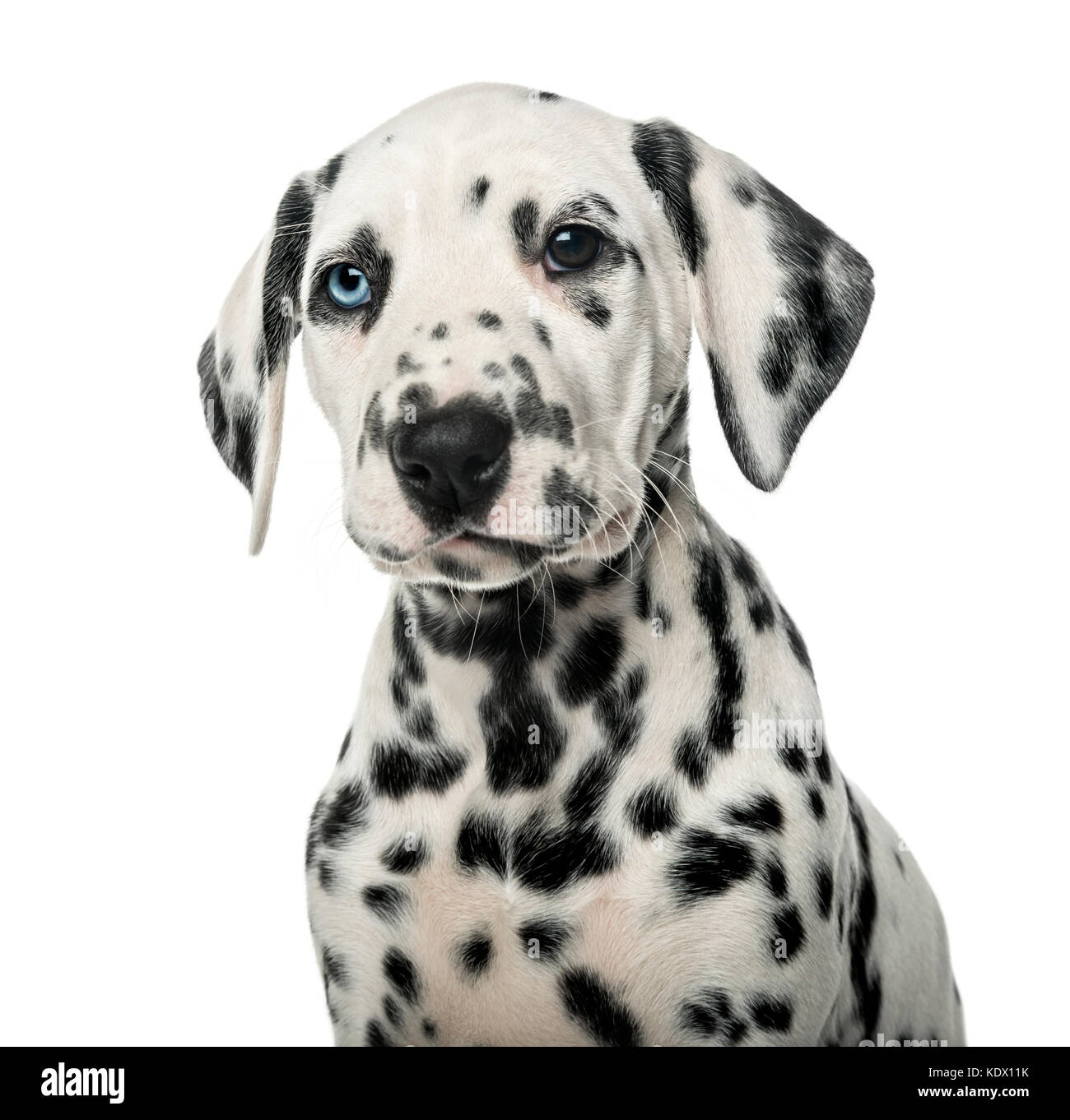 Close-up of a Dalmatian puppy in front of a white background Stock ...