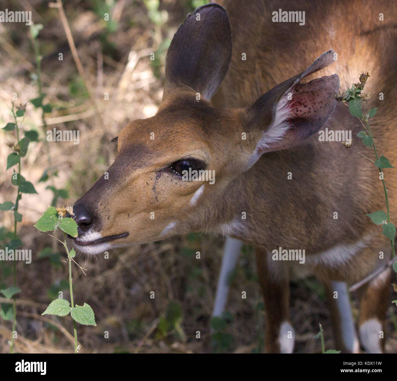 Female Bushbuck Feeding, Kruger National Park, South Africa Stock Photo ...