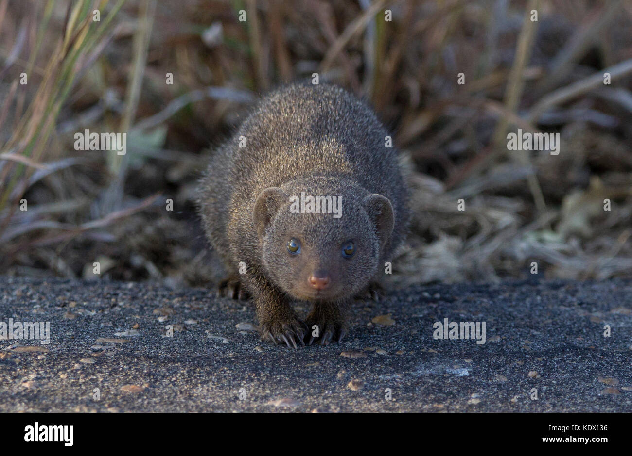 South african mongoose hi-res stock photography and images - Alamy