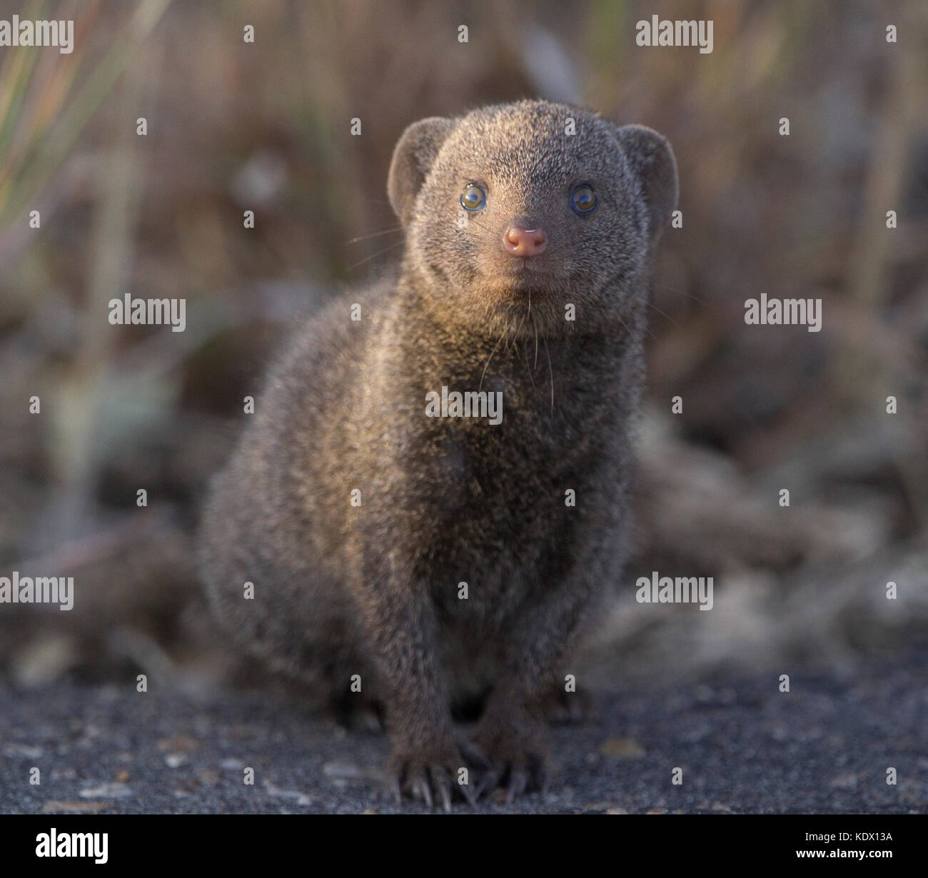 Dwarf Mongoose Close Up, Kruger National Park, South Africa Stock Photo ...