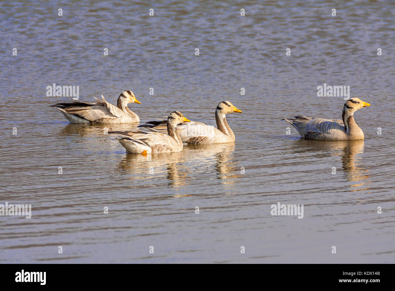 Bar-headed goose, Sariska Tiger Reserve, India. The bar-headed goose ...