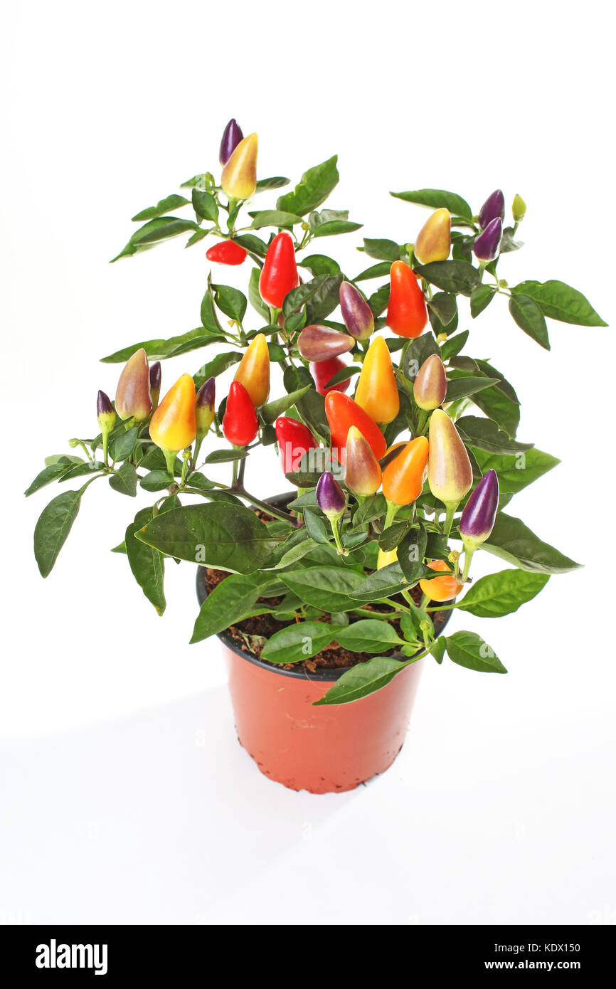 Mini chili tree bush. Purple yellow red orange color chilies. Colorful ...