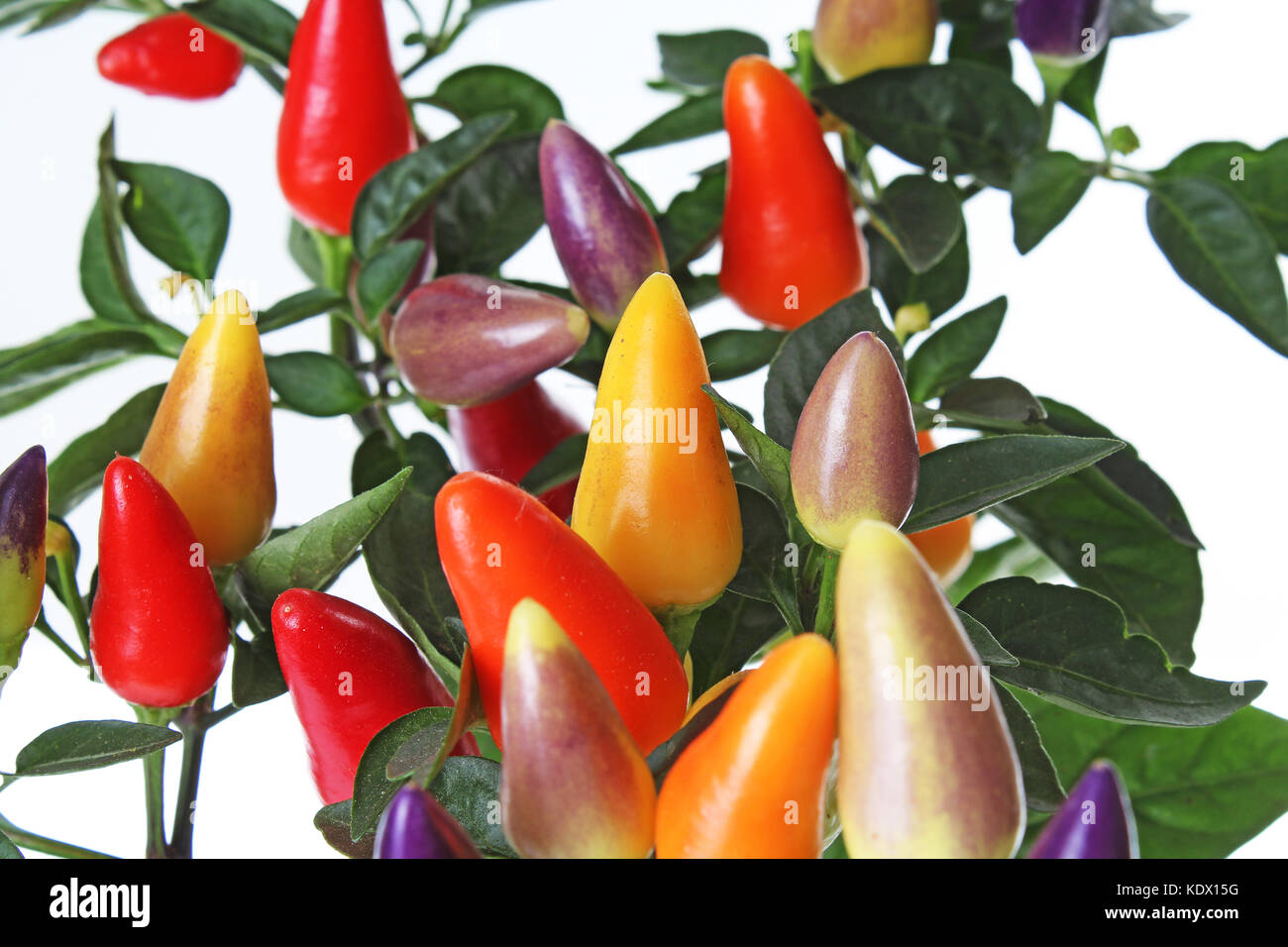 Mini chili tree bush. Purple yellow red orange color chilies. Colorful ...