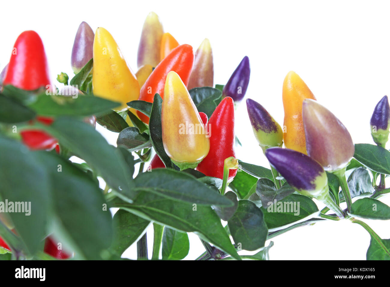 Mini chili tree bush. Purple yellow red orange color chilies. Colorful ...