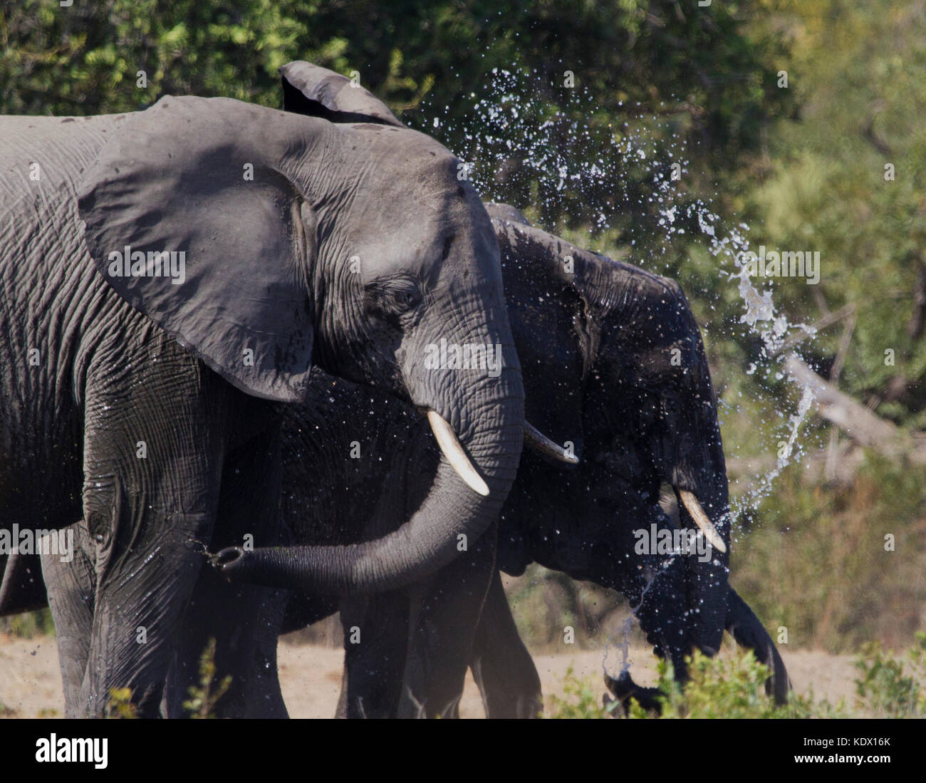 African Elephants Drinking and Spraying Water, Kruger National Park ...