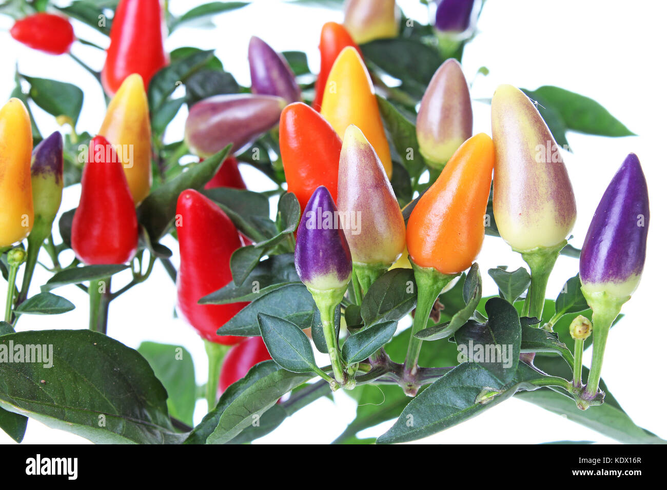 Mini chili tree bush. Purple yellow red orange color chilies. Colorful ...