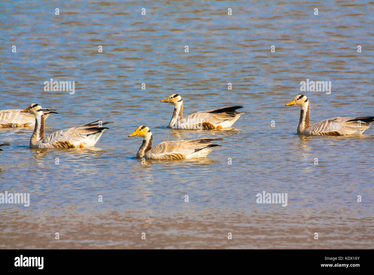 Bar-headed goose, Sariska Tiger Reserve, India. The bar-headed goose ...