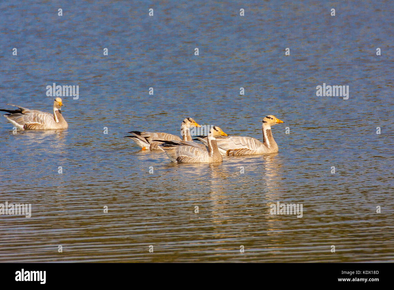 Bar-headed goose, Sariska Tiger Reserve, India. The bar-headed goose ...