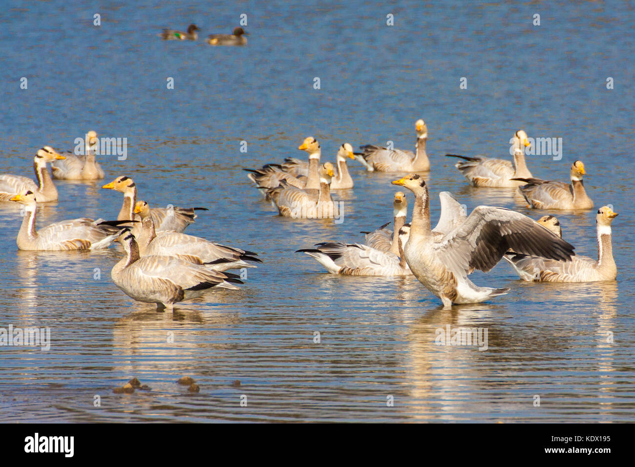 Bar-headed goose, Sariska Tiger Reserve, India. The bar-headed goose ...
