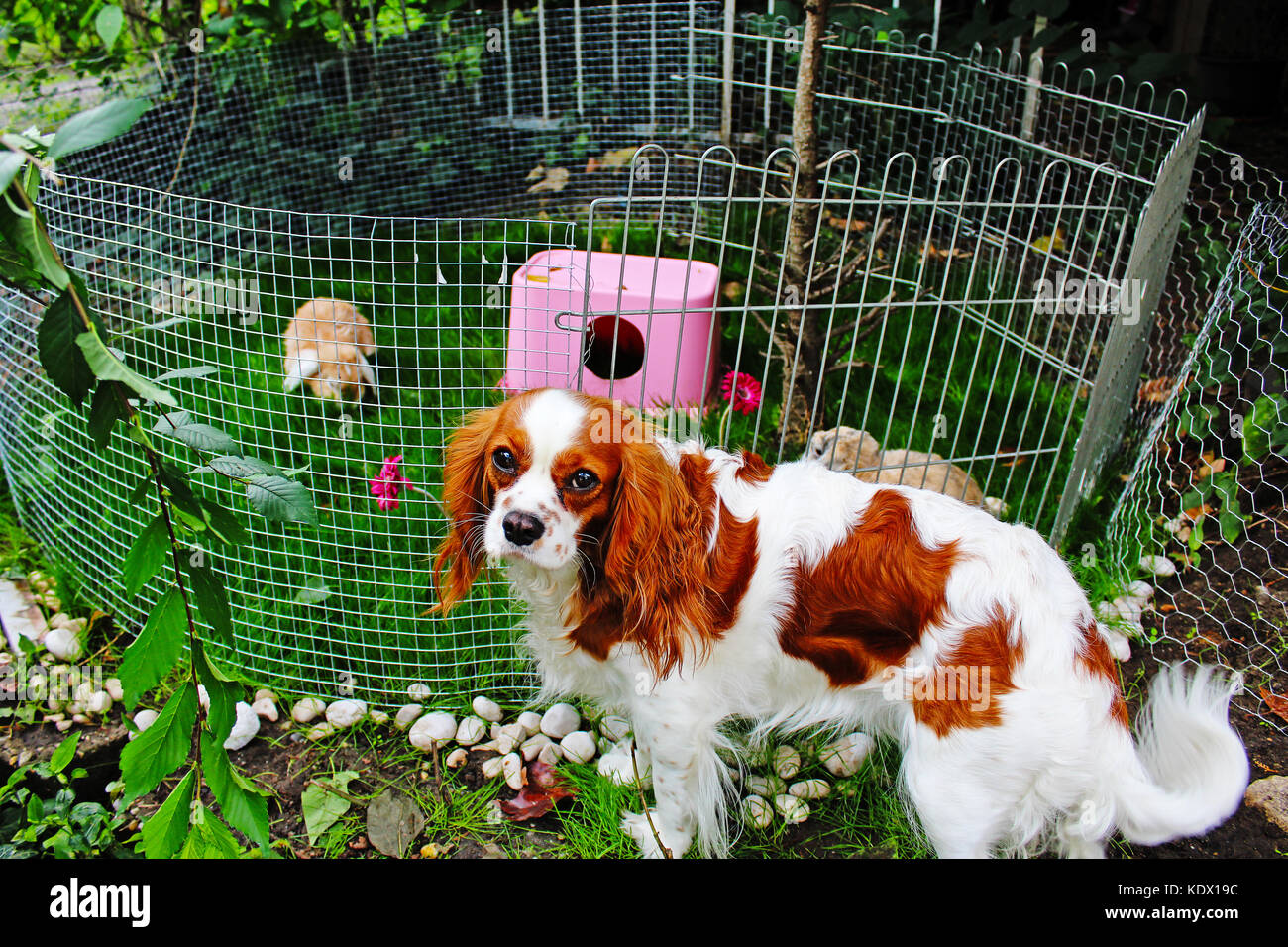 Cute pet rabbit outdoor playground. Cage coop hutch. Lop eared rabbits ...