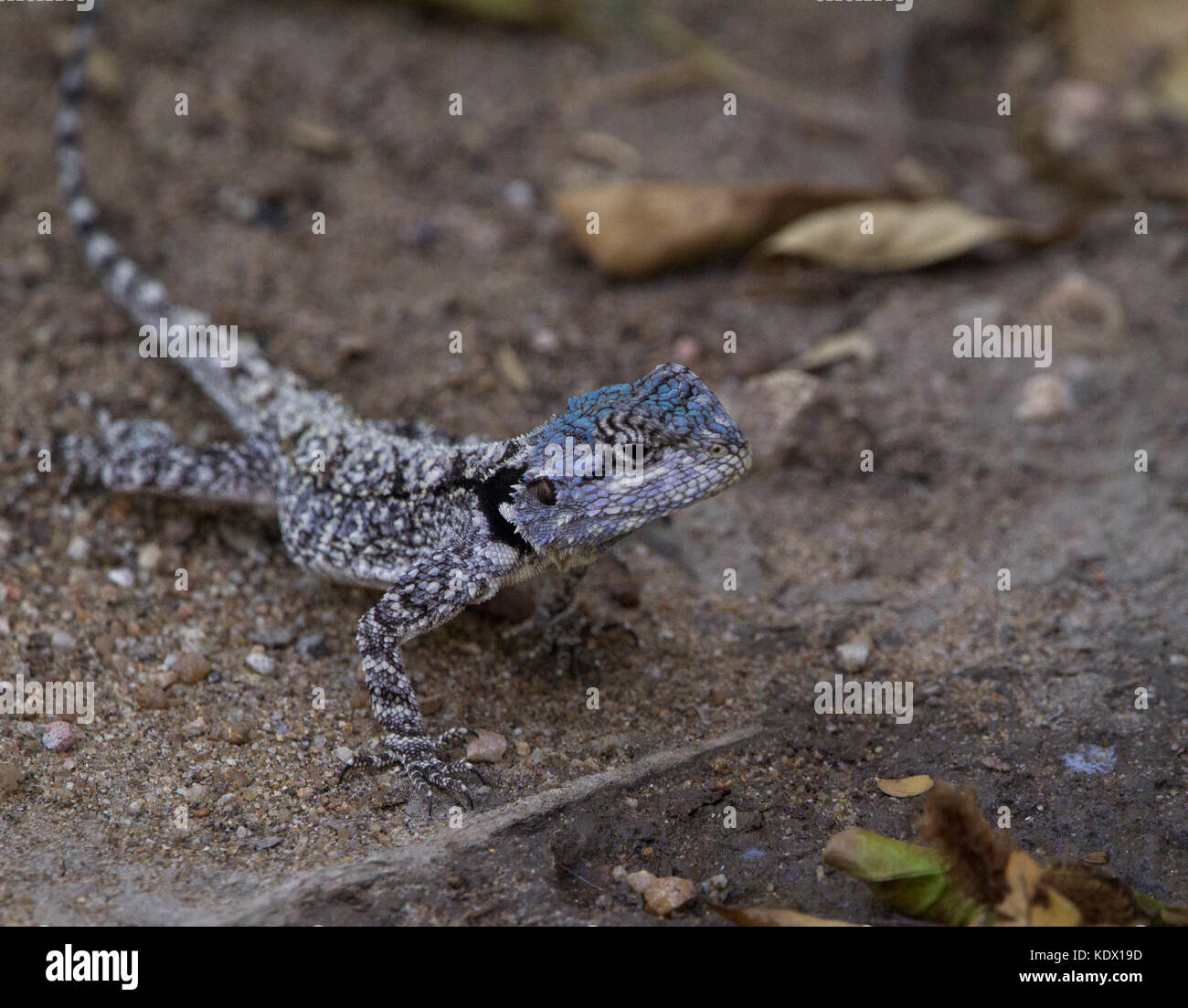 Southern tree agama hi-res stock photography and images - Alamy