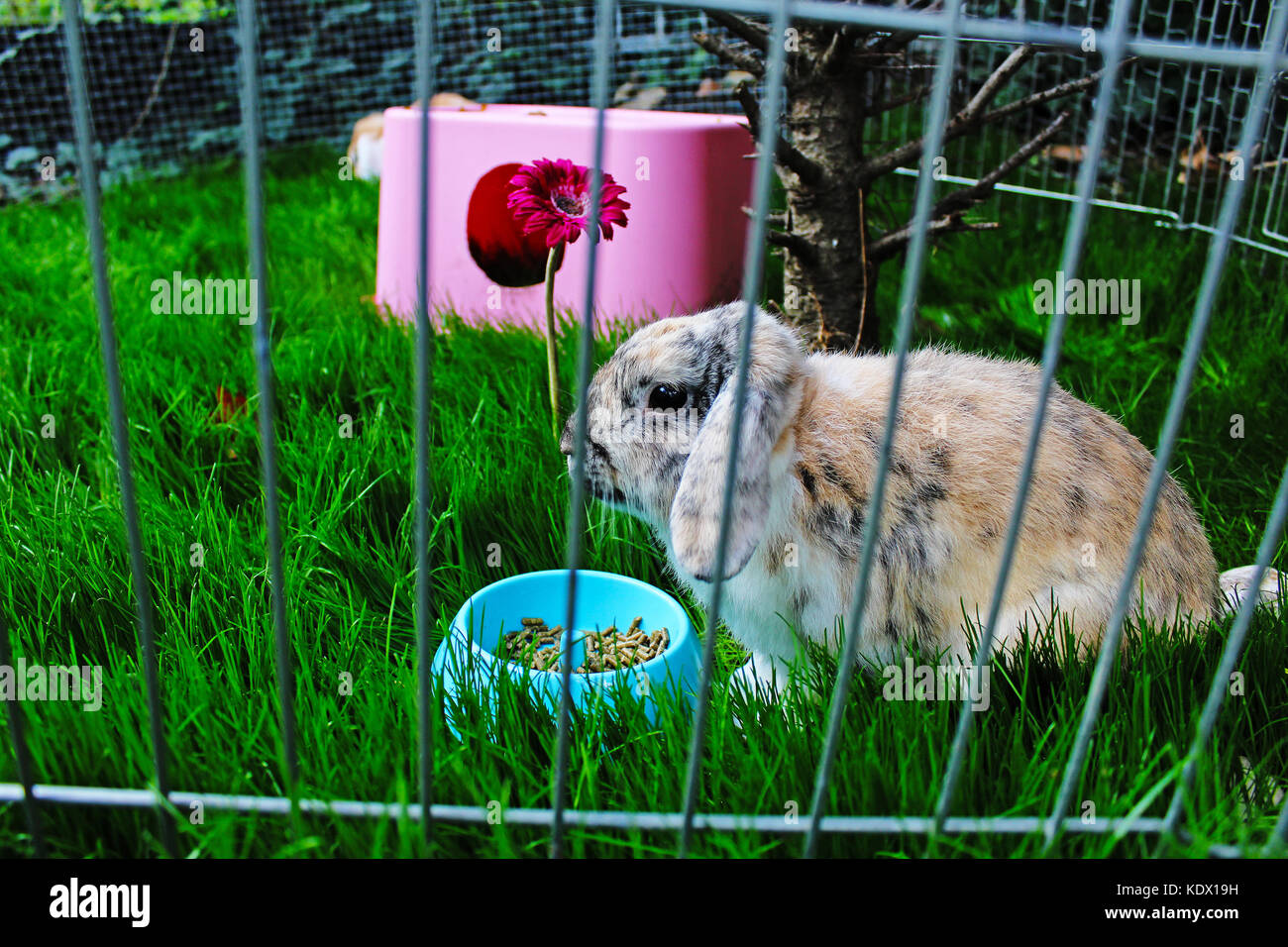 Cute pet rabbit outdoor playground. Cage coop hutch. Lop eared rabbits ...