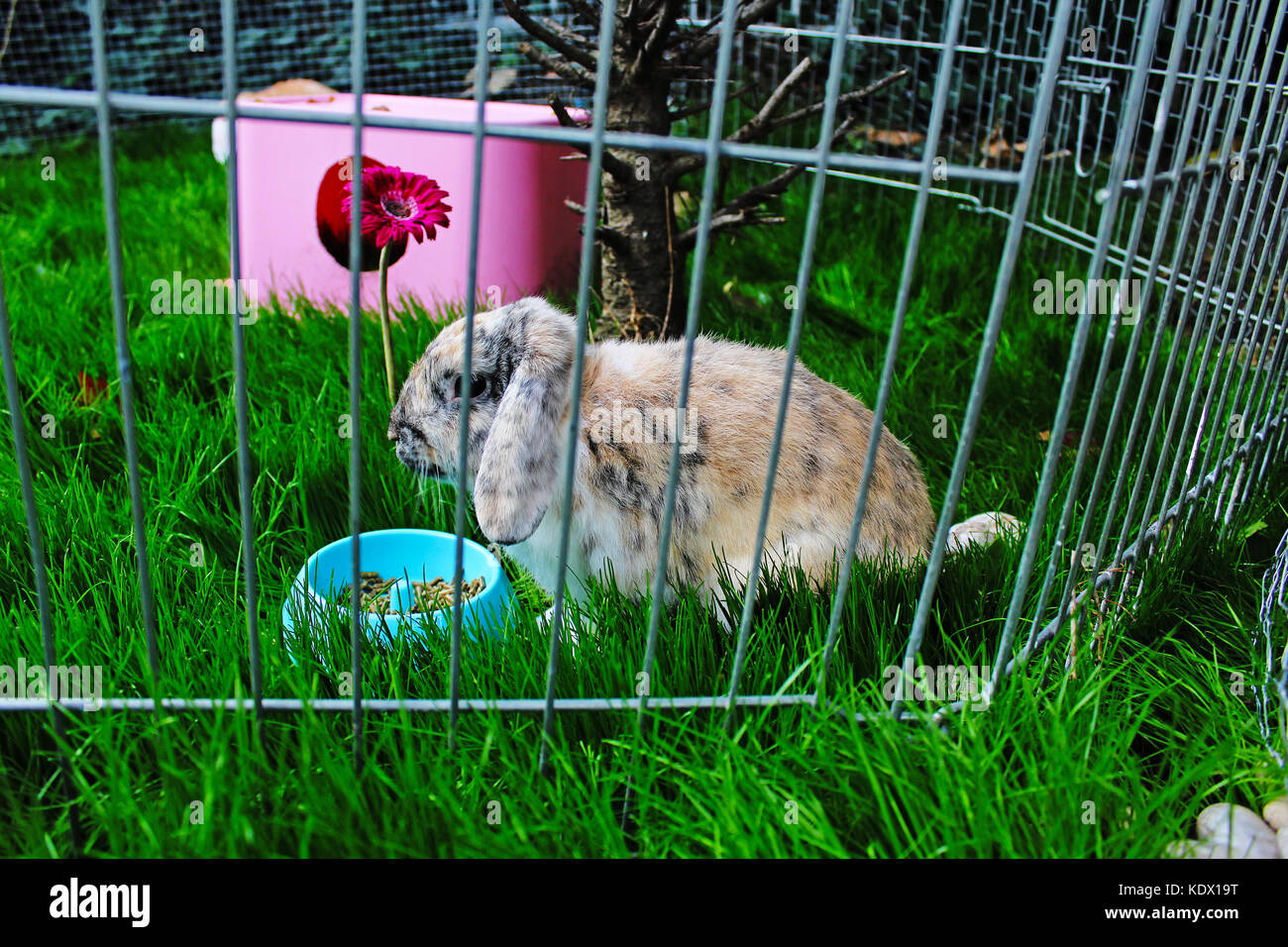 Cute pet rabbit outdoor playground. Cage coop hutch. Lop eared rabbits ...
