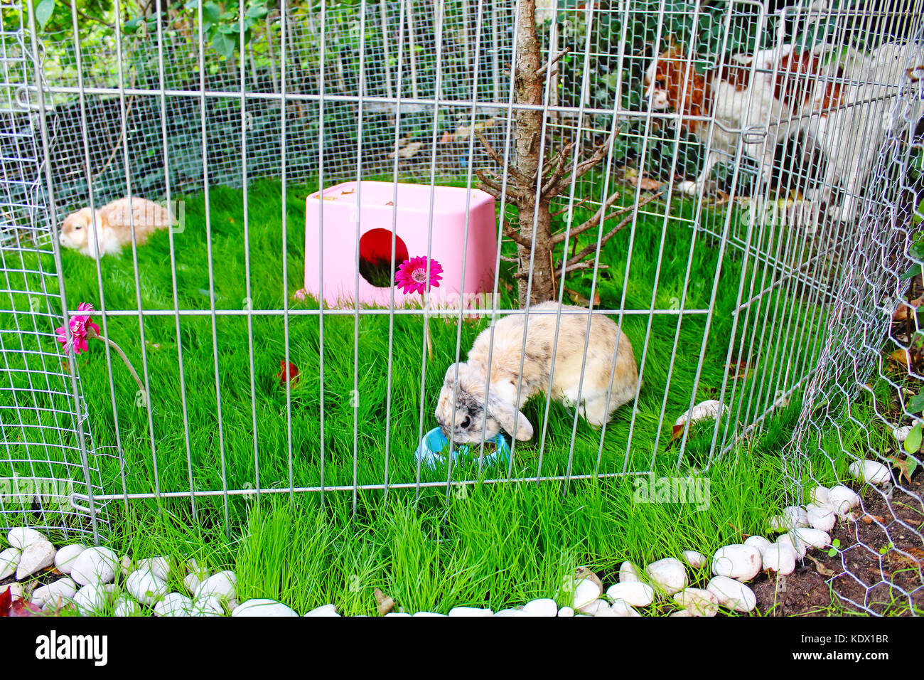 Outdoor Bunny Pens