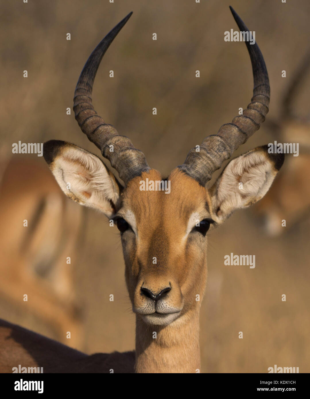 Male impala portrait, Kruger National Park, South Africa Stock Photo ...
