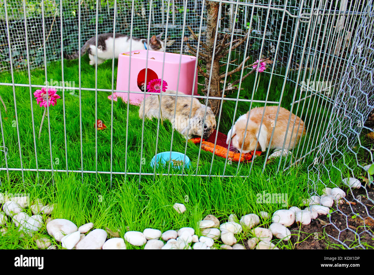 Cute pet rabbit outdoor playground. Cage coop hutch. Lop eared rabbits ...