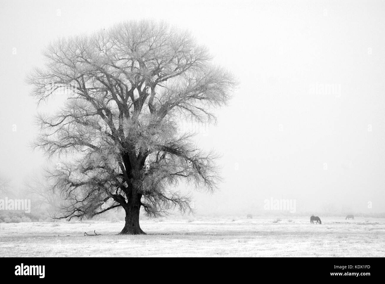 Covered fog Black and White Stock Photos & Images - Alamy