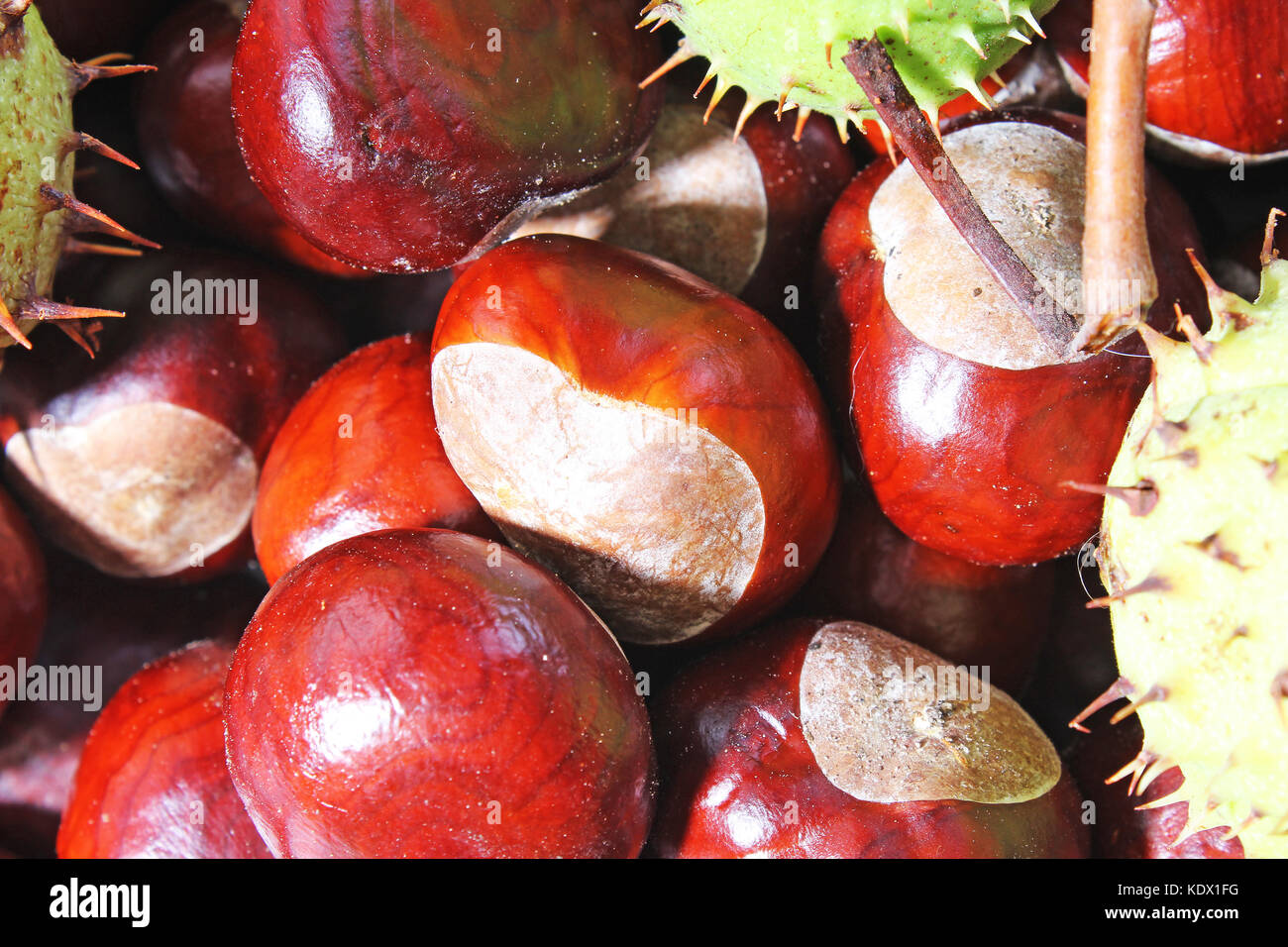 Chestnut chestnuts as background Stock Photo - Alamy