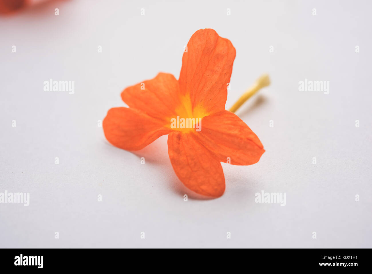Closeup of vibrant orange crossandra flowers also known as Aboli ...