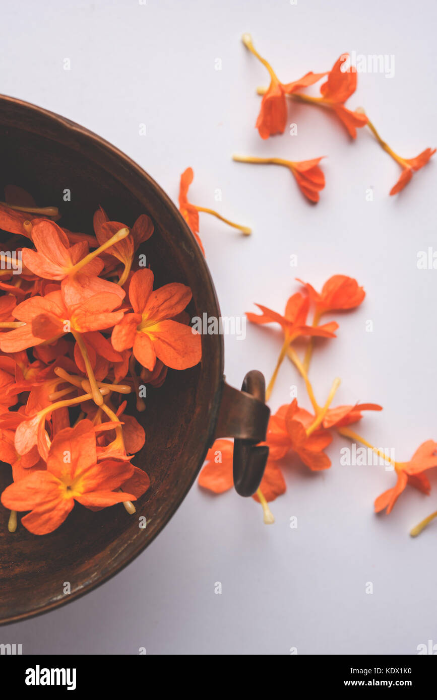 Aboli flower hi-res stock photography and images - Alamy