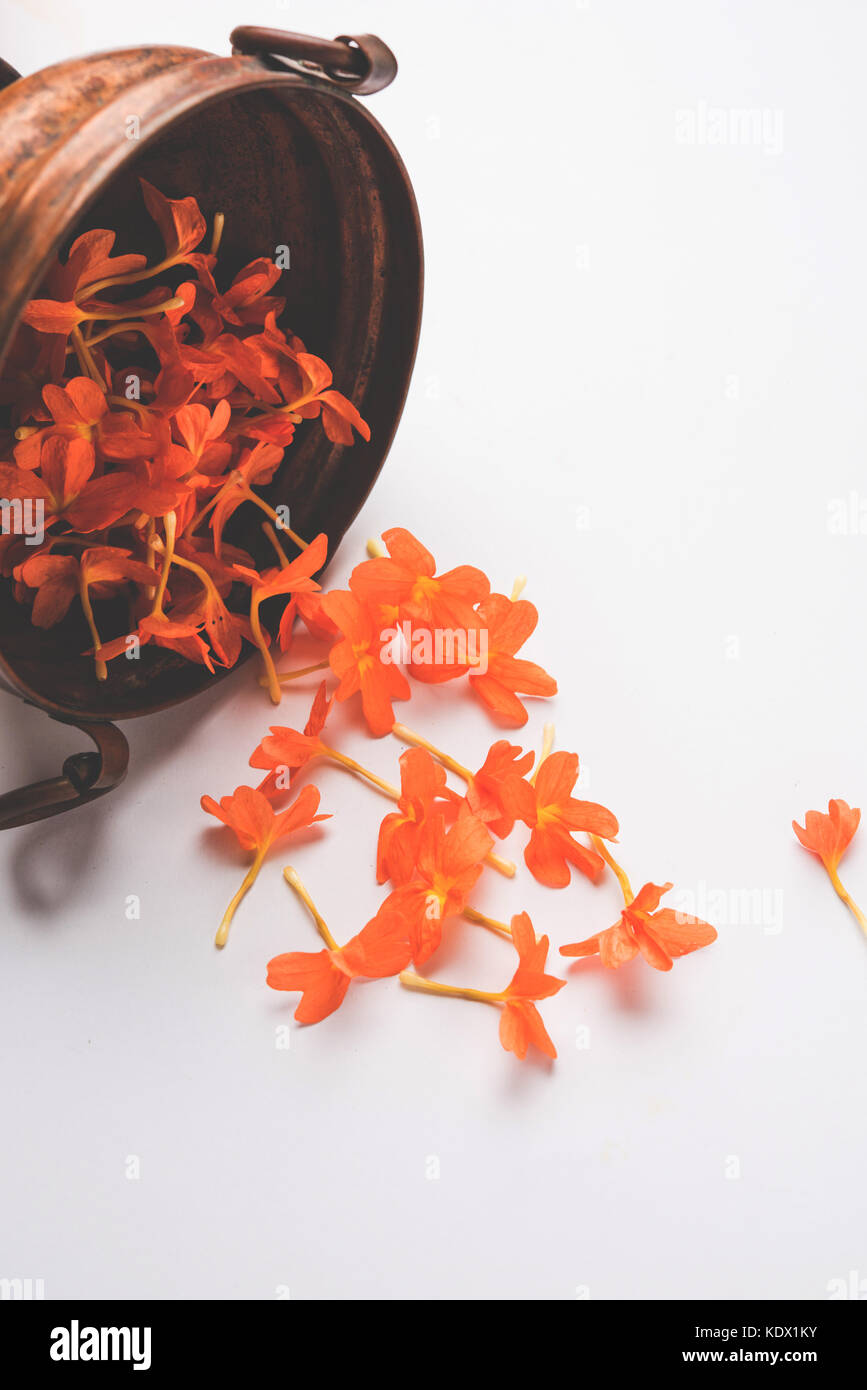 Aboli flower hi-res stock photography and images - Alamy