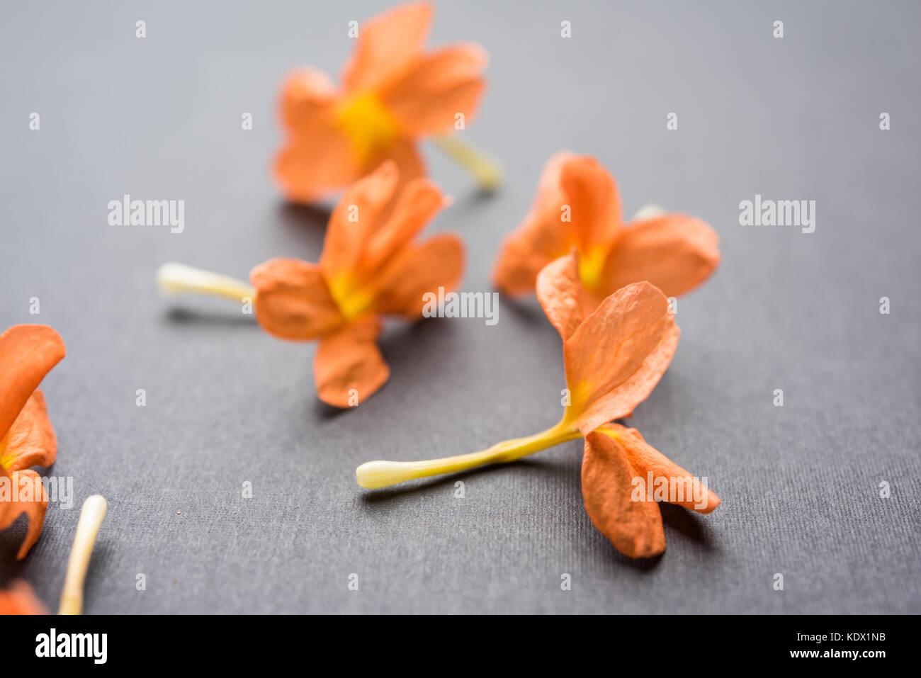Closeup of vibrant orange crossandra flowers also known as Aboli ...
