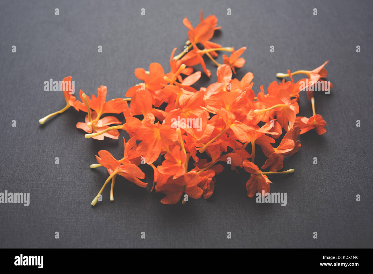 Aboli flower hi-res stock photography and images - Alamy