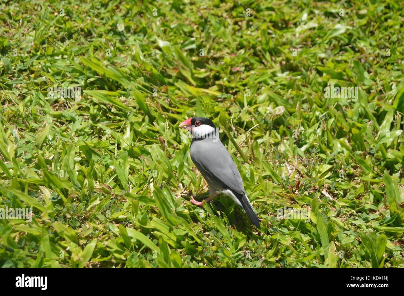 NATIVE BIRD OF HAWAII Stock Photo - Alamy