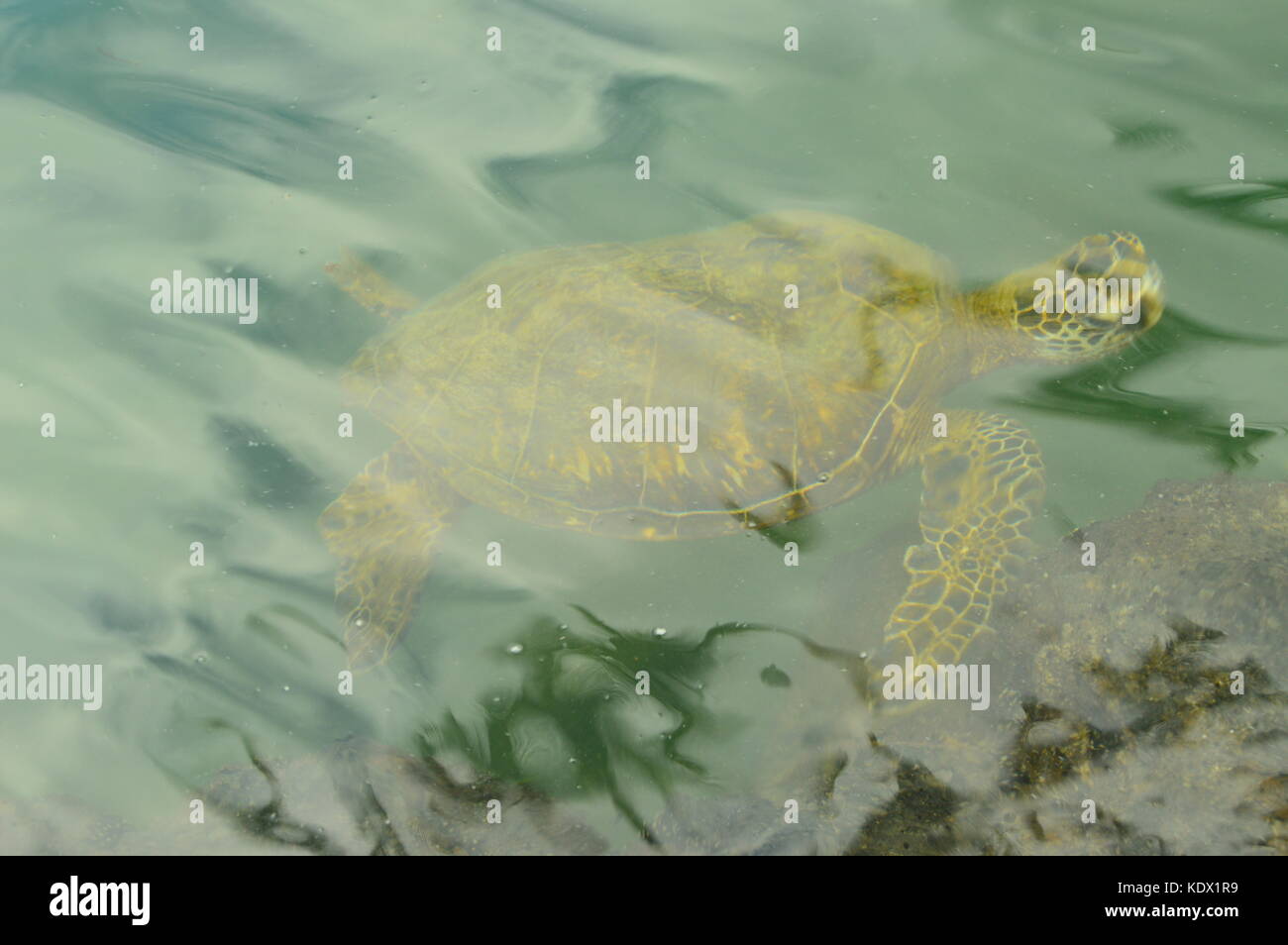 Turtles Released In Hawaii Stock Photo - Alamy