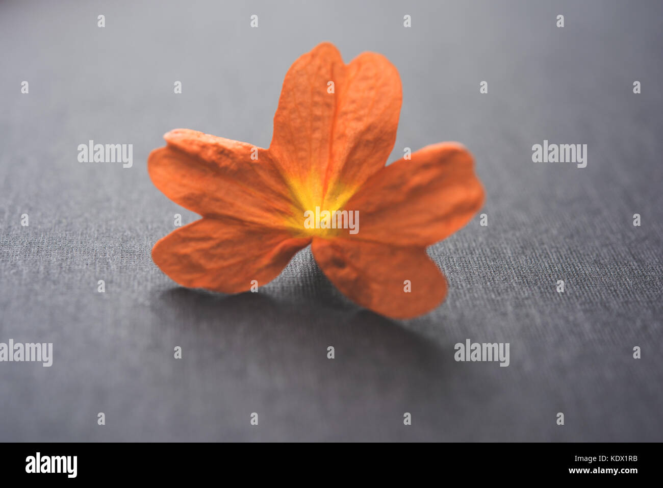 Closeup of vibrant orange crossandra flowers also known as Aboli ...