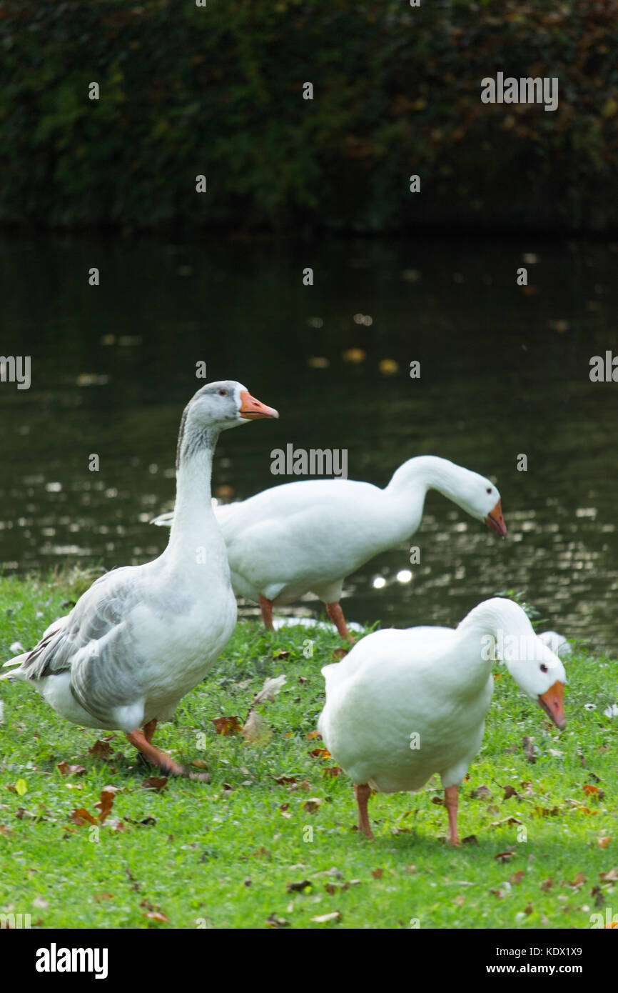 Goose in river - Amelisweerd Stock Photo - Alamy