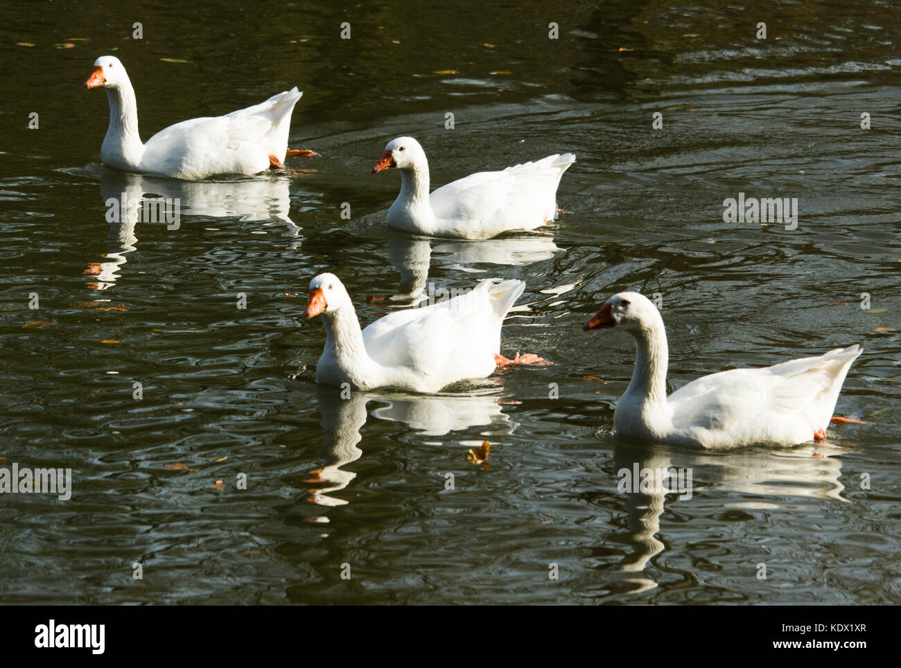 Goose in river - Amelisweerd Stock Photo - Alamy