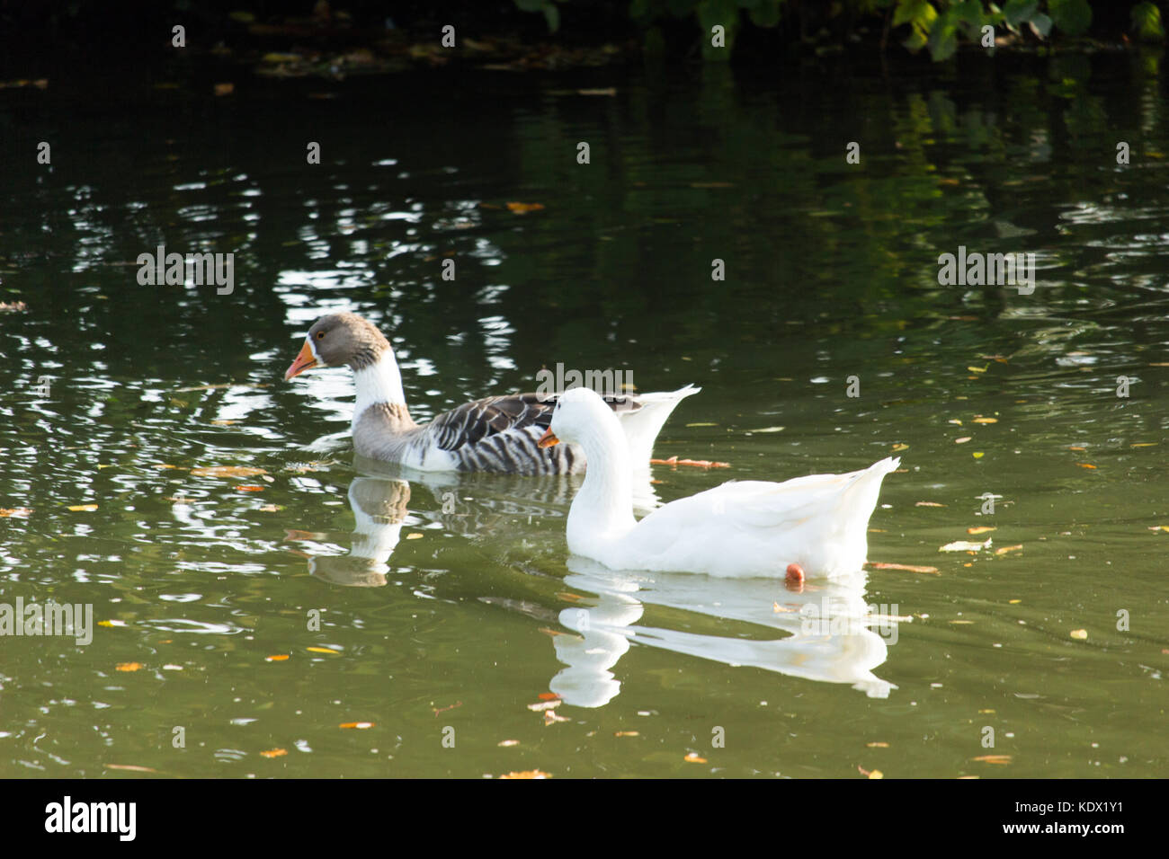 Goose in river hi-res stock photography and images - Alamy