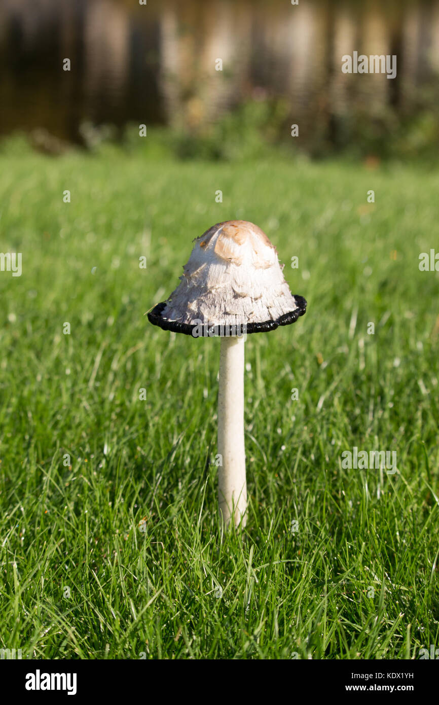 Mushrooms in park Stock Photo - Alamy