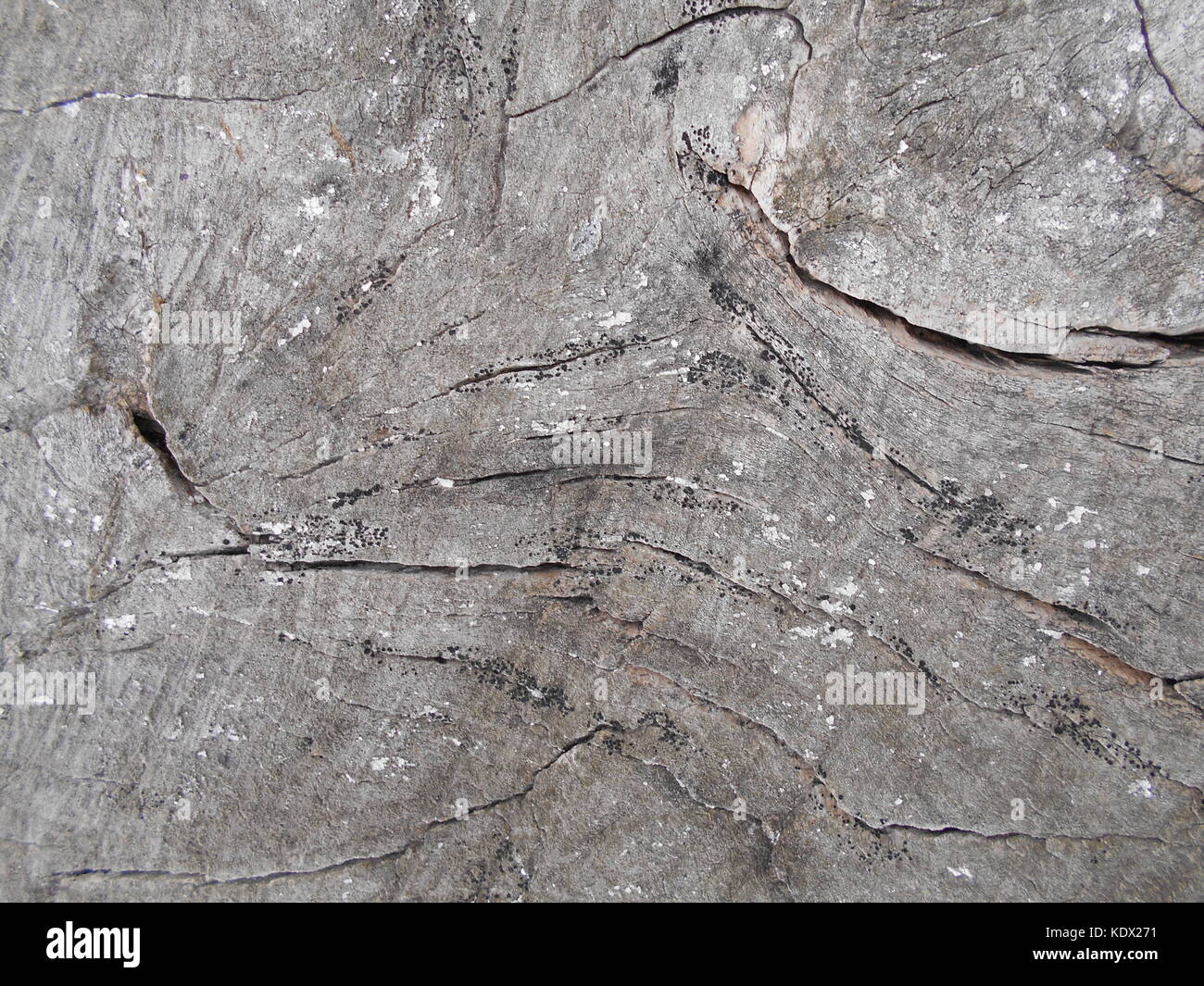 A cut of a tree close-up. Gray, dry with cracks Stock Photo - Alamy