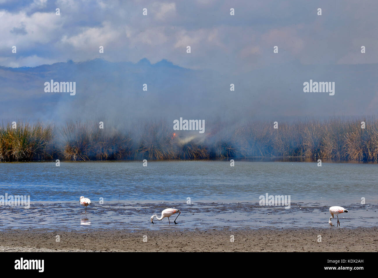 Fire flamingos hi-res stock photography and images - Alamy