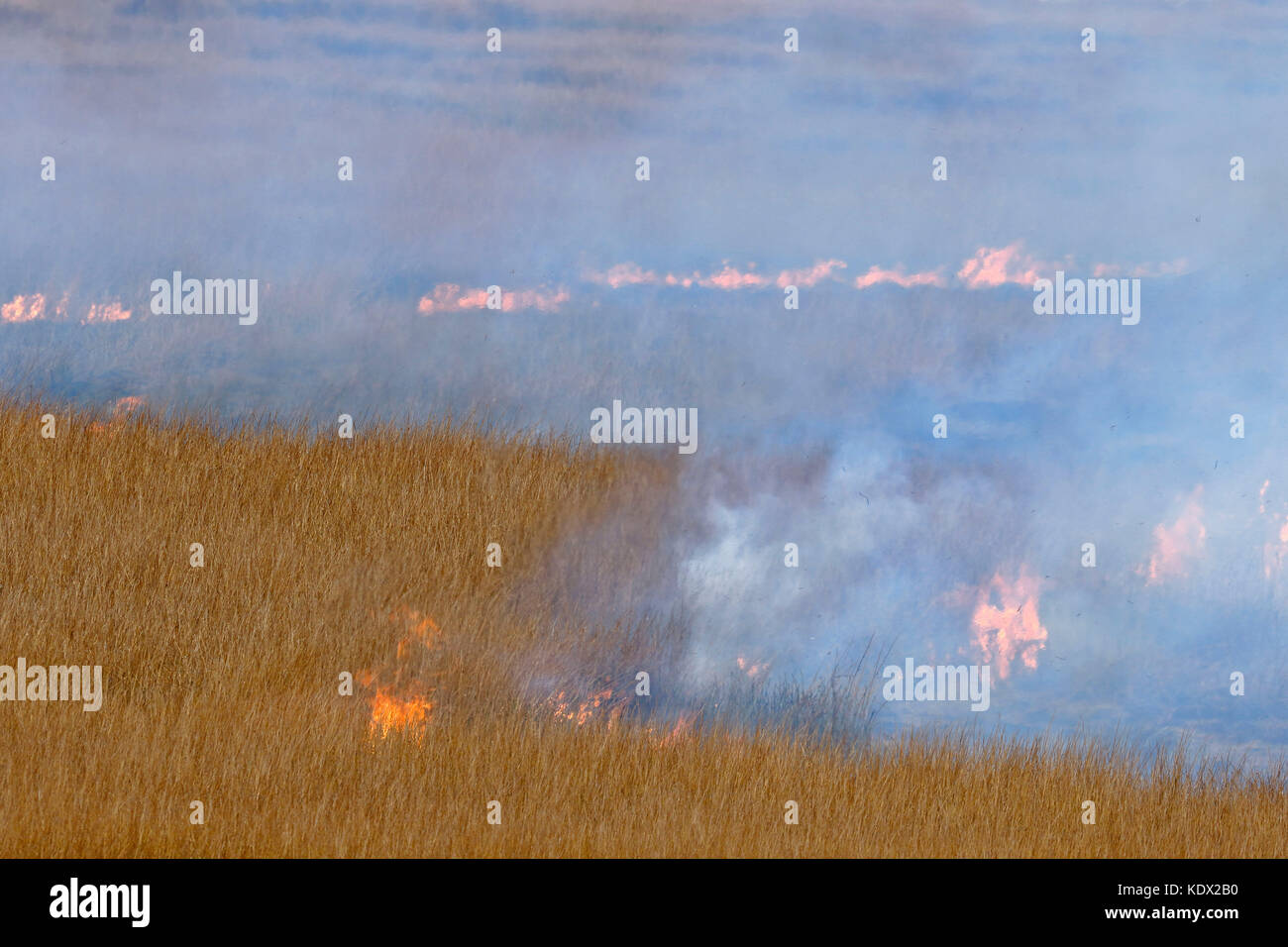 burning of Andean grasslands on Lake Junin Stock Photo - Alamy