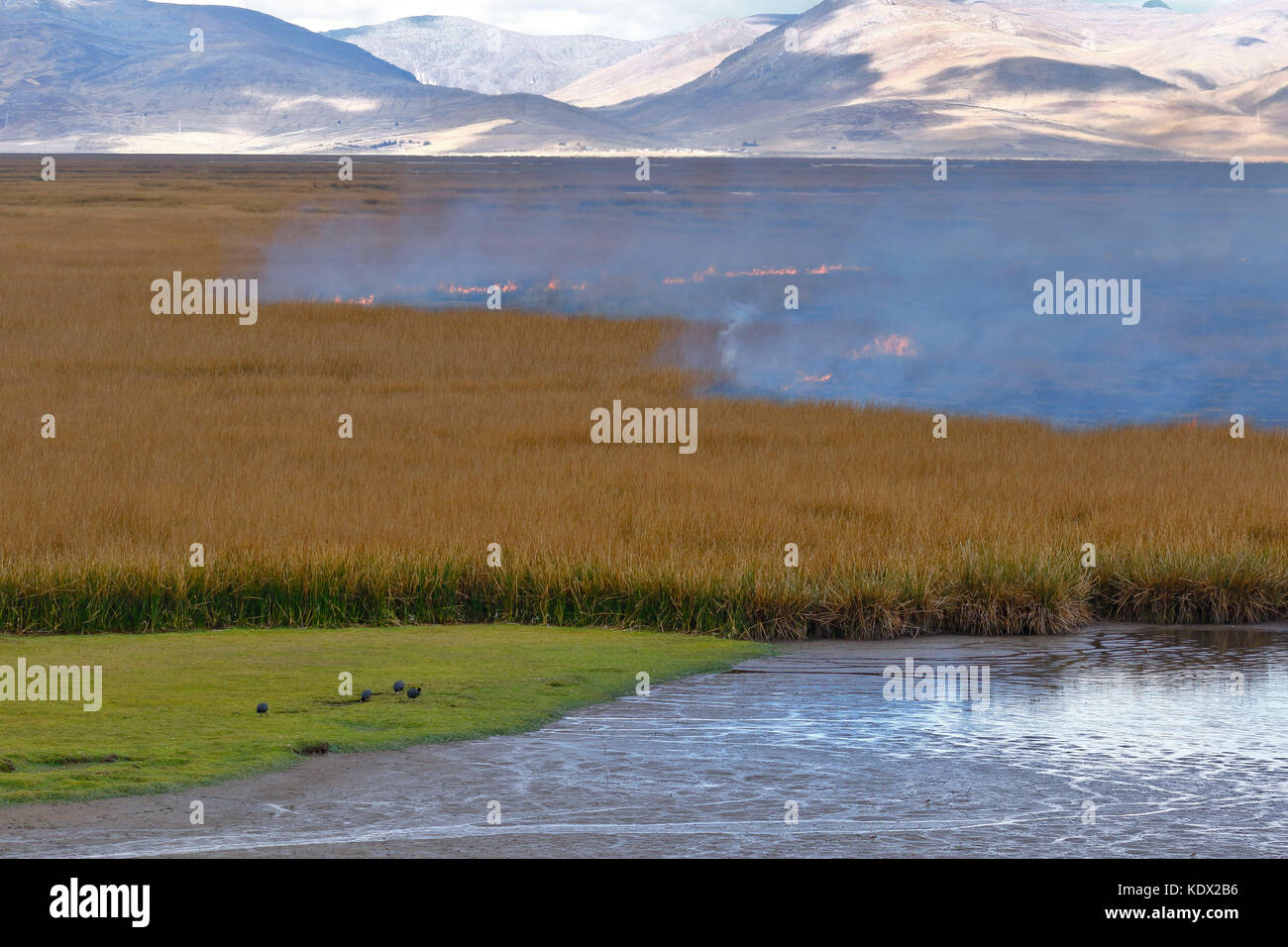 burning of Andean grasslands on Lake Junin Stock Photo - Alamy