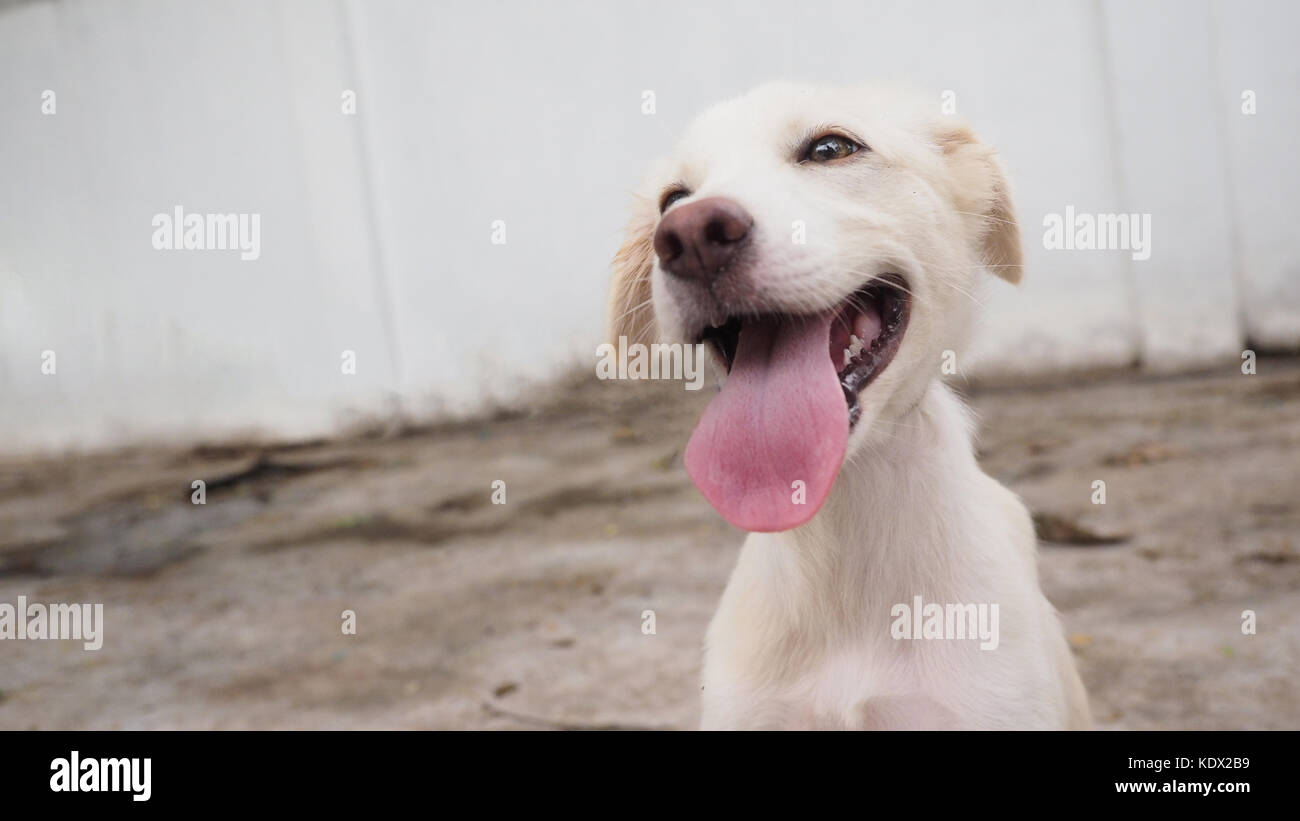 Droopy dog hi-res stock photography and images - Alamy