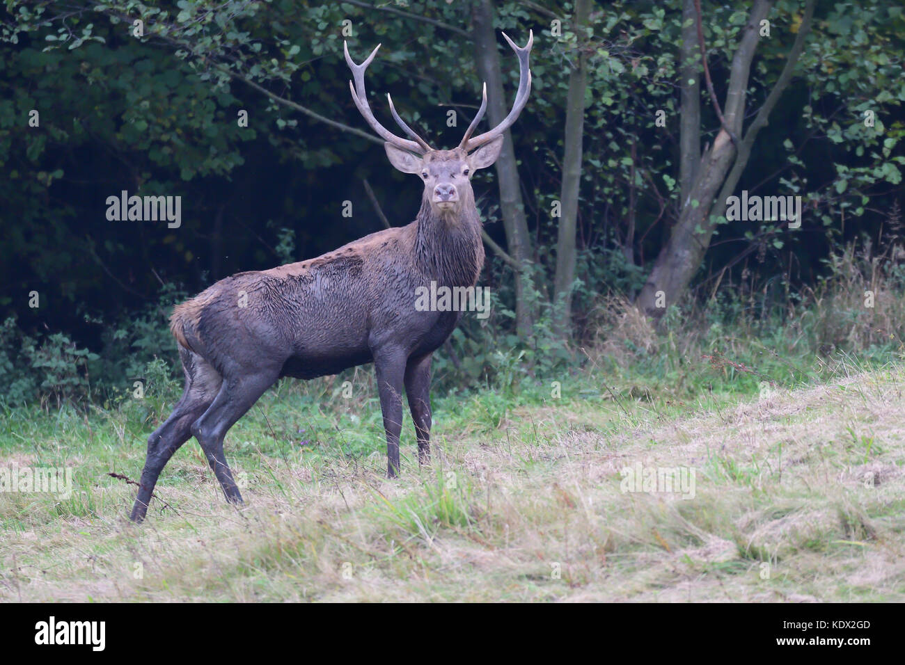 forest stag in the pairing season rut Stock Photo - Alamy