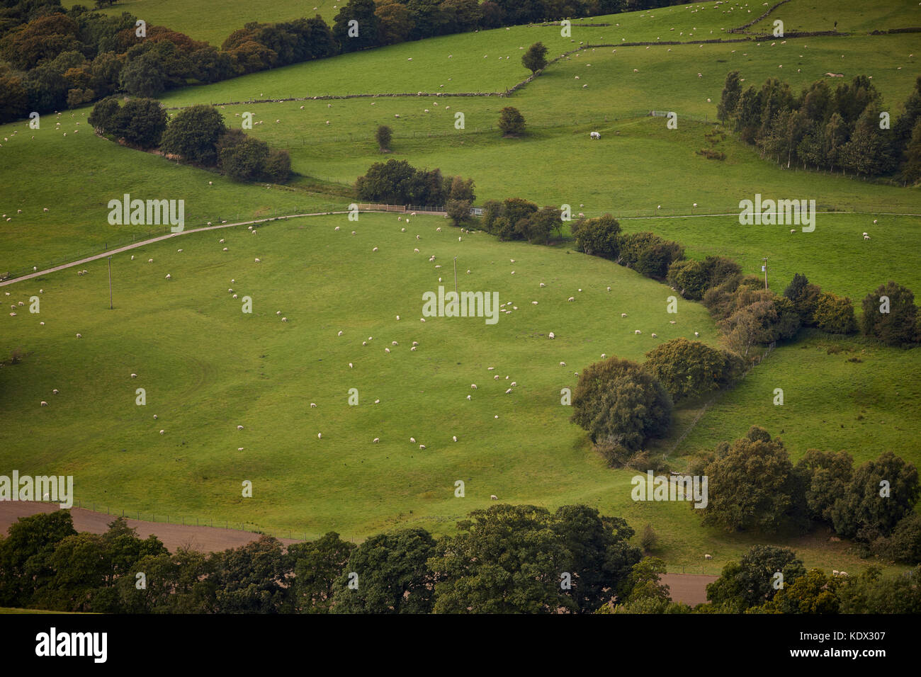 Pennines village, Haworth in West Yorkshire, England. Sheep in the ...