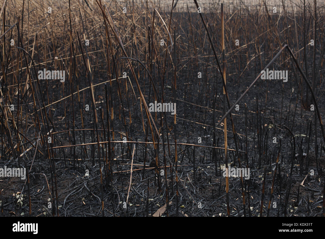 after the burnt ashes of reeds texture Stock Photo - Alamy