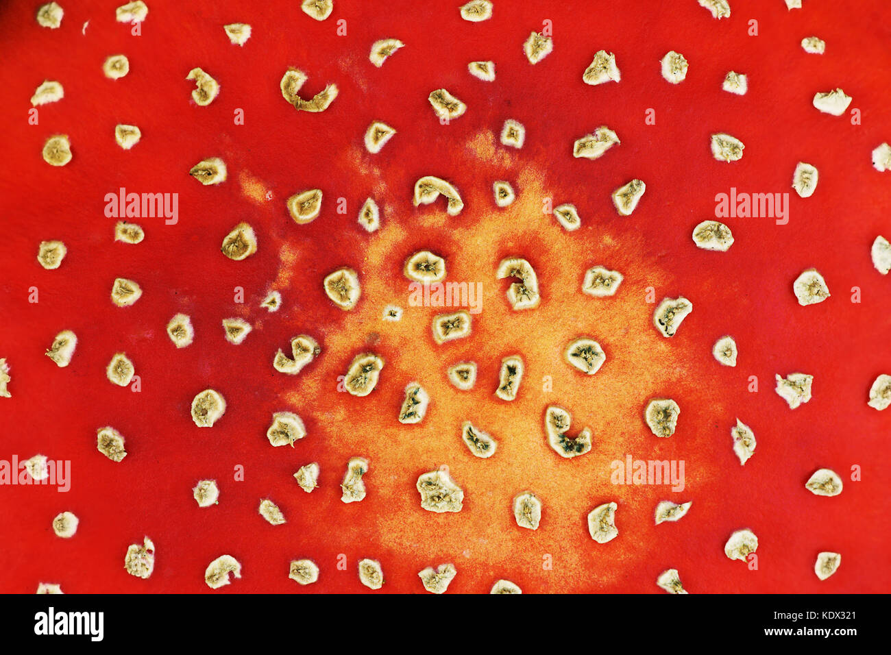 colorful texture of fly agaric, beautiful natural pattern ( Amanita ...